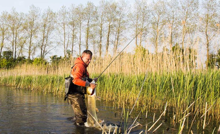 Geddemonster i den lille sø ...